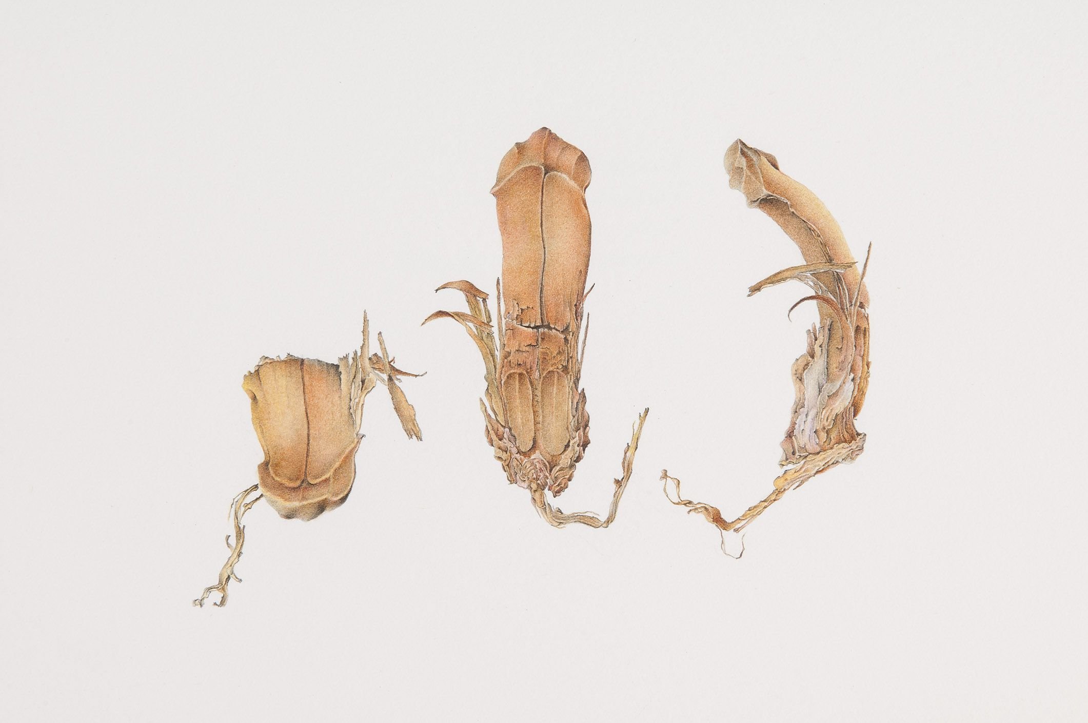 Sharon Field — Bundanon