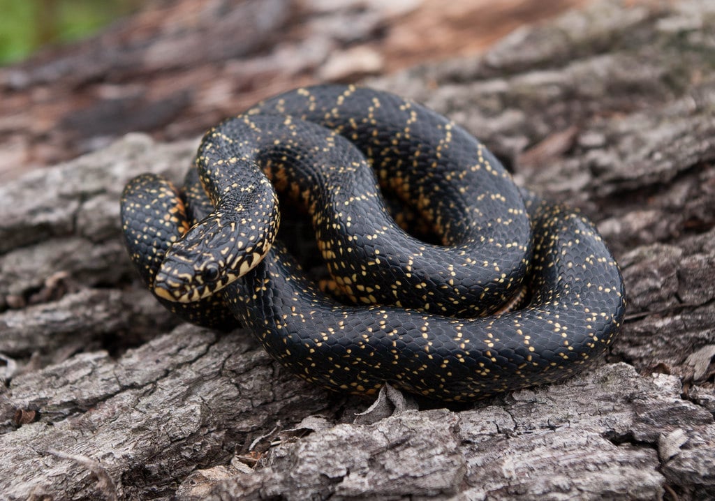 Broad-headed snake Science Walk Guided bushwalk — Bundanon