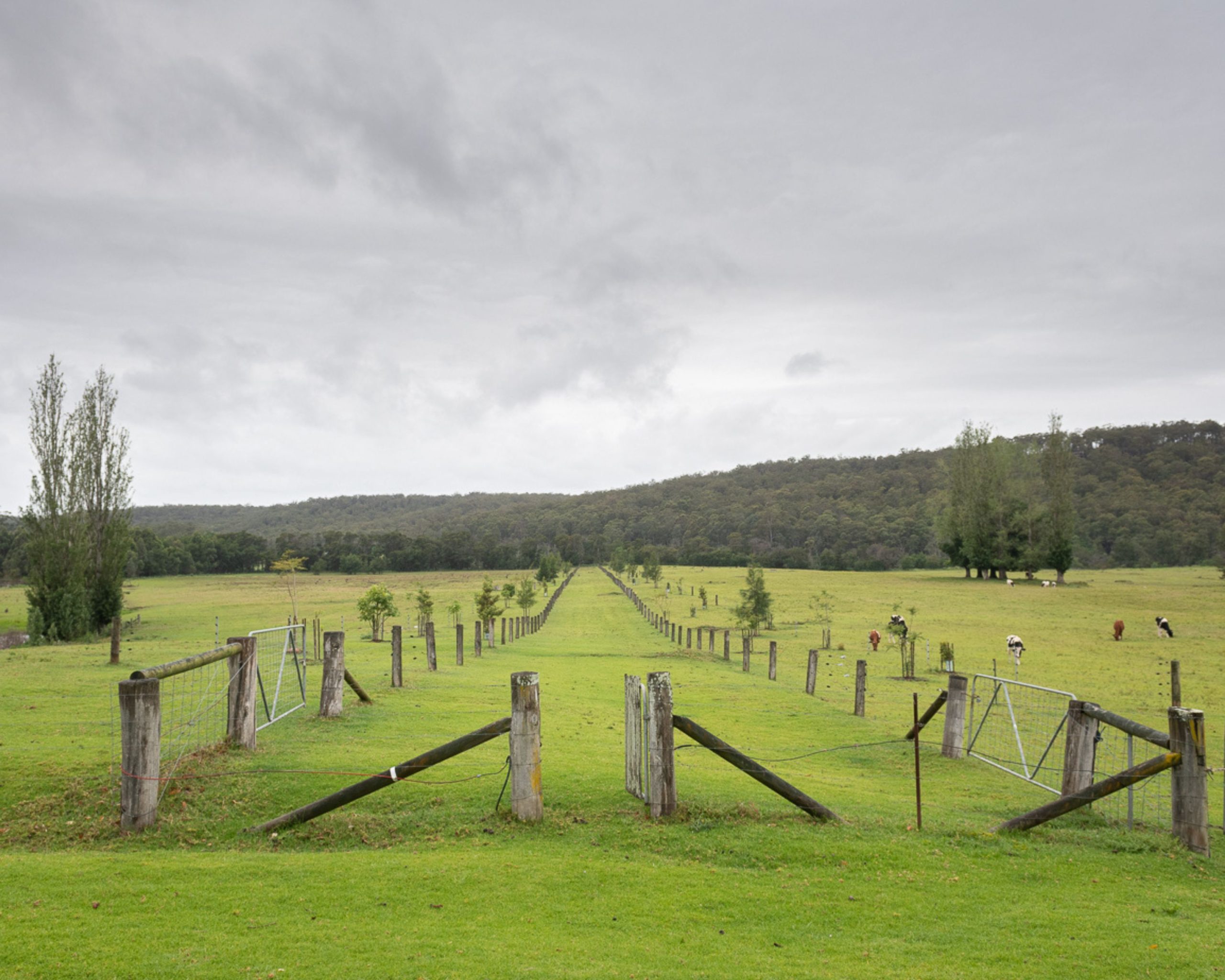 Treelines Track Walk Guided bushwalk — Bundanon