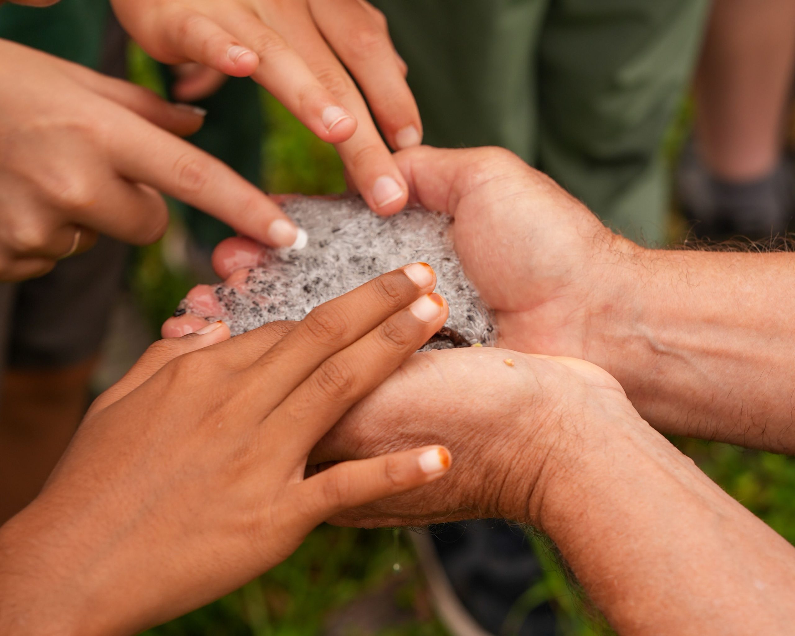 Rewilding Walk for families Guided bushwalk — Bundanon