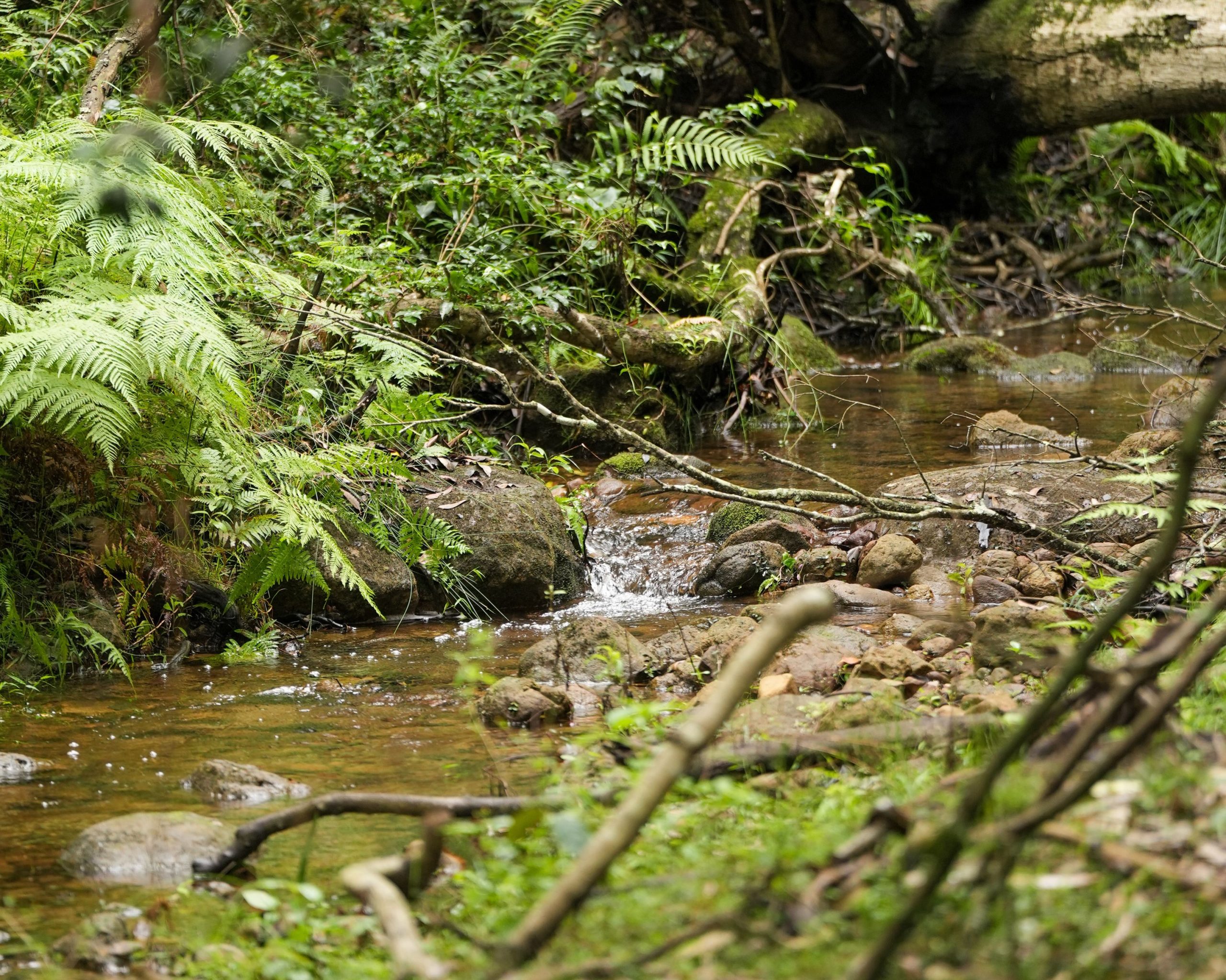 Creek and River Walk Guided bushwalk — Bundanon